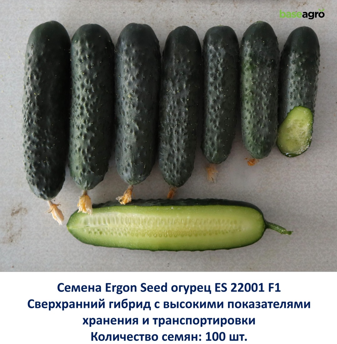 Купить Ergon Seed огурец Oliver F1 (ES 22001) в Алматы – Магазин на ...