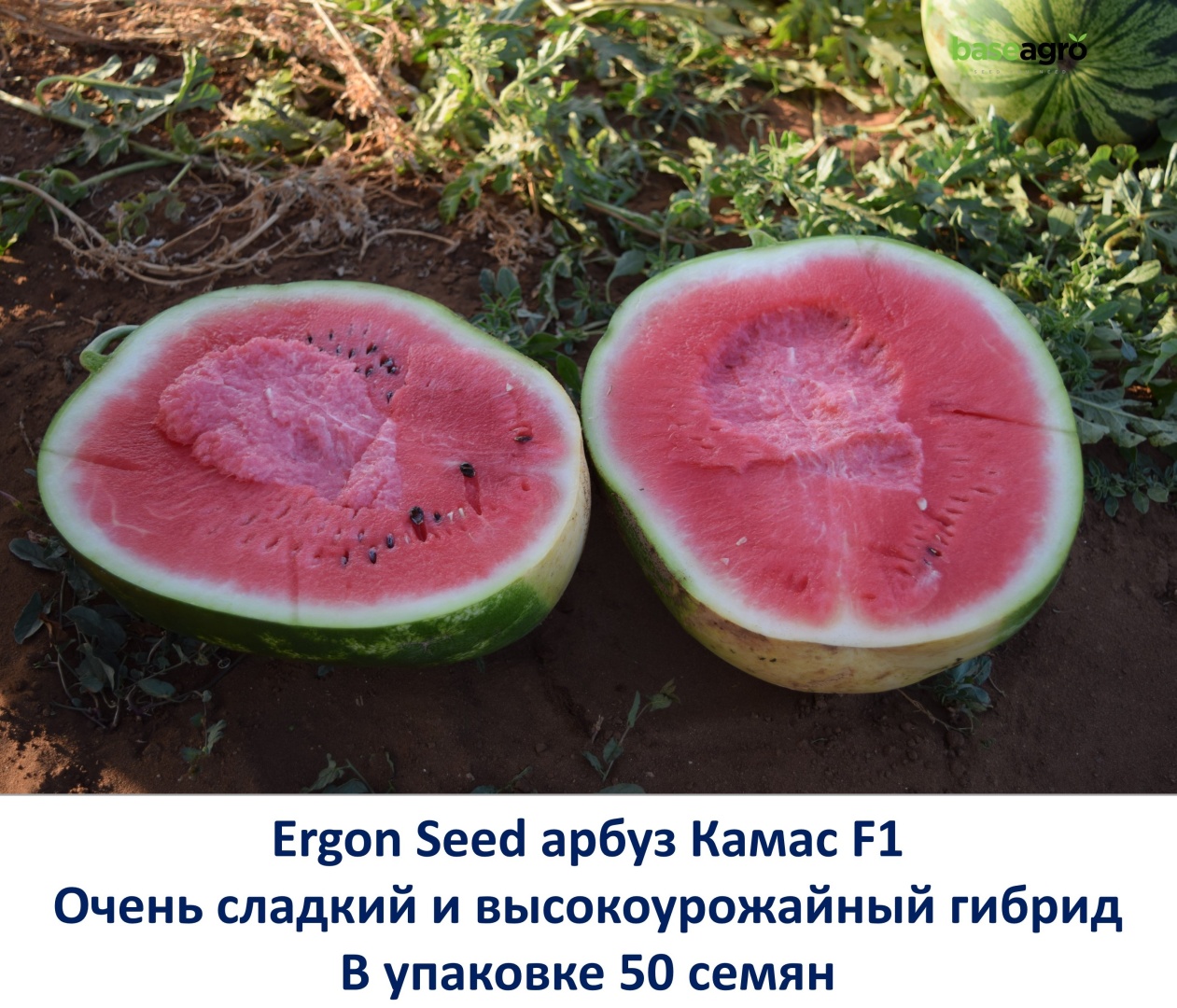 Купить Ergon Seed арбуз Камас F1 в Алматы – Магазин на Kaspi.kz