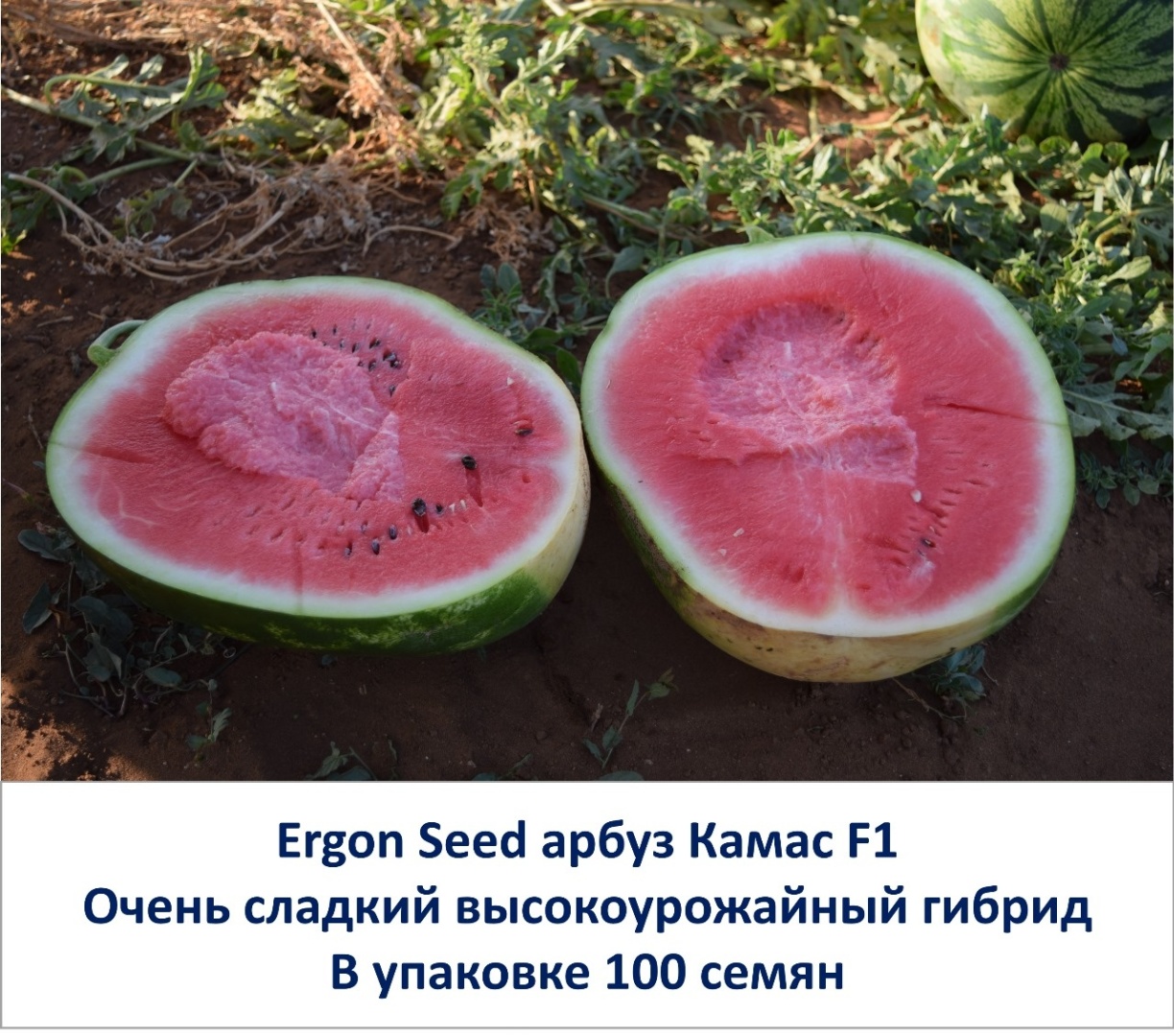Купить Семена Ergon Seed арбуз Камас F1 в Алматы – Магазин на Kaspi.kz
