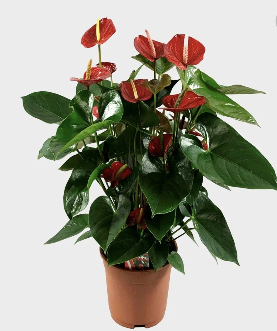 Купить Растение Roza Premium антуриум Мужское счастье Anthu An Success ...