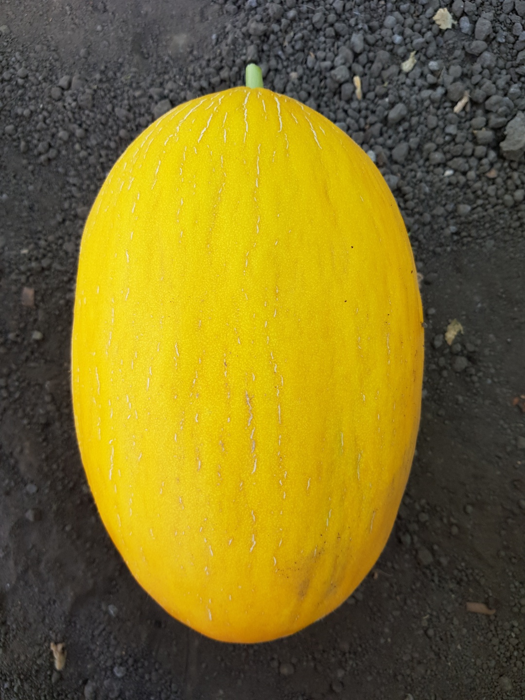 Купить Ergon Seed дыня ES 25139 F1 в Алматы – Магазин на Kaspi.kz