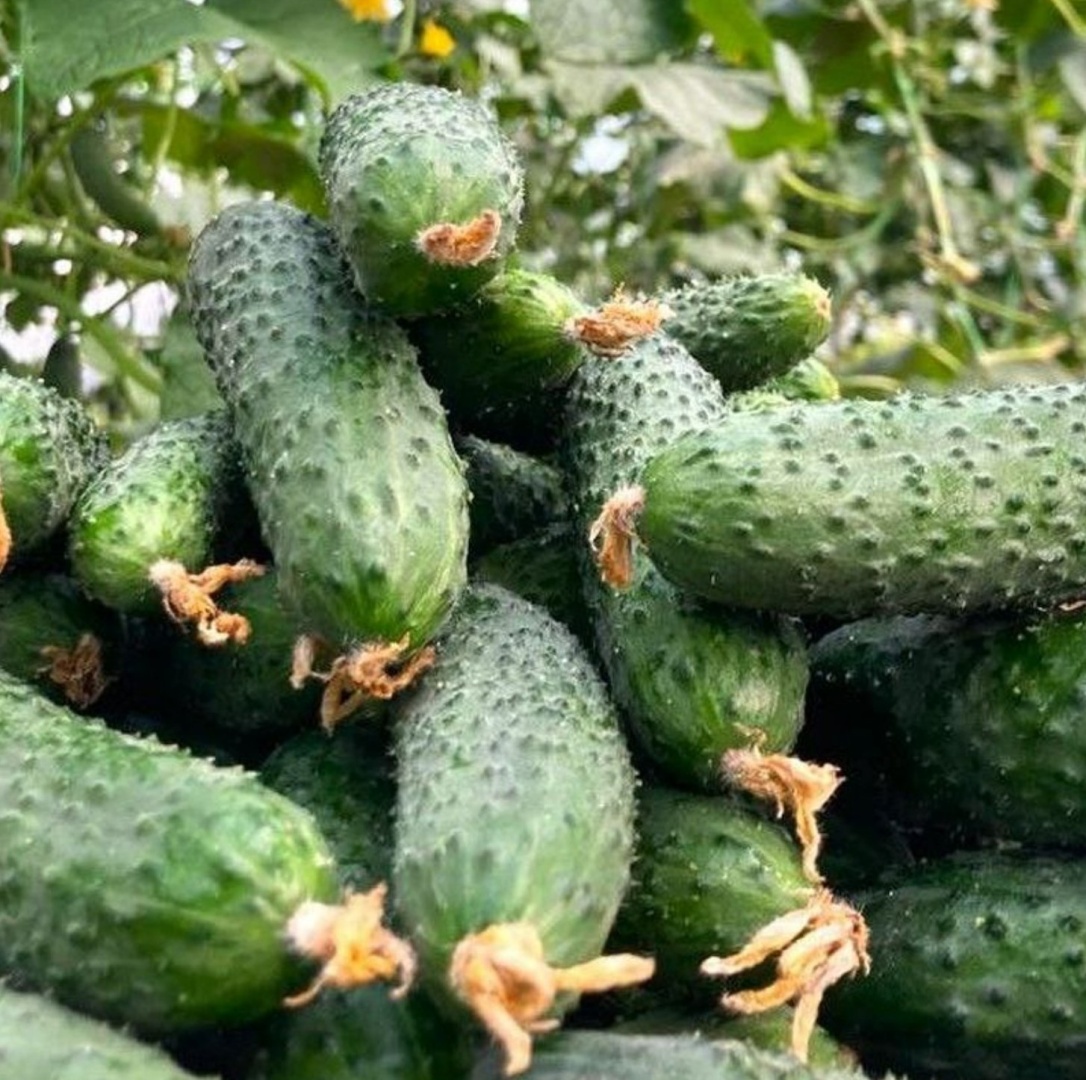 Купить Ergon Seed огурец Ranger F1 в Алматы – Магазин на Kaspi.kz