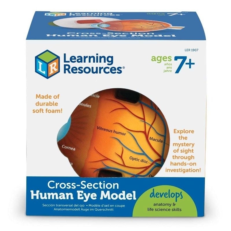 Купить Learning Resources Глаз человека модель в разрезе Ler1907 в